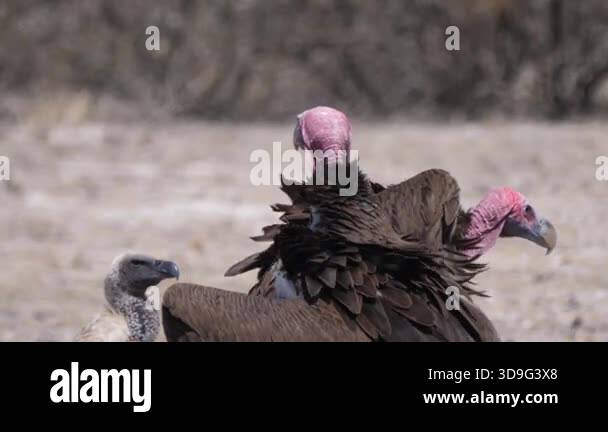 Close up from Vultures in the Kalahari Desert in Botswana Stock Video ...
