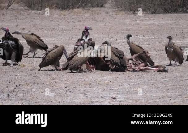 Vultures scavenging a carcass in the Kalahari Desert in Botswana Stock Video Footage - Alamy
