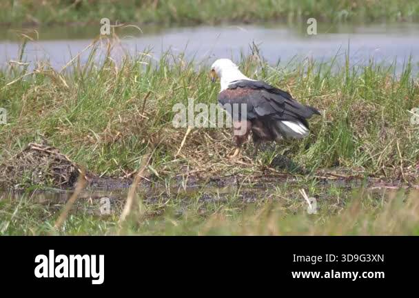 African fish eagle at Okavango Delta in Botswana Stock Video Footage ...