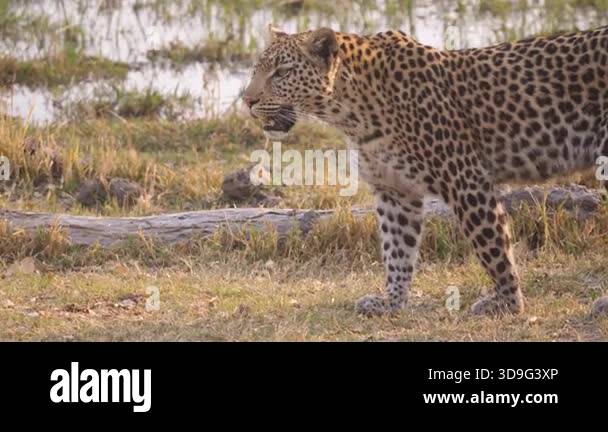 Leopard walking around a pond at Okavango Delta in Botswana Stock Video ...