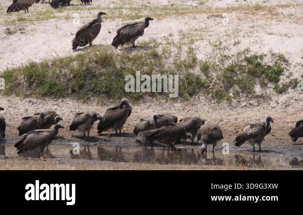 Vultures at Chobe National Park in Botswana Stock Video Footage - Alamy