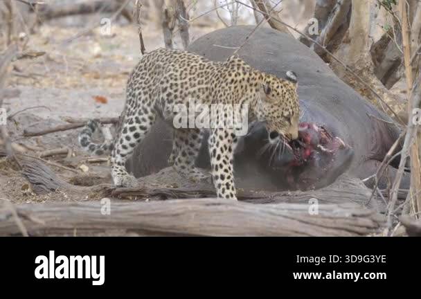 Leopard eating from hippo carcass at Okavango Delta in Botswana Stock Video Footage - Alamy