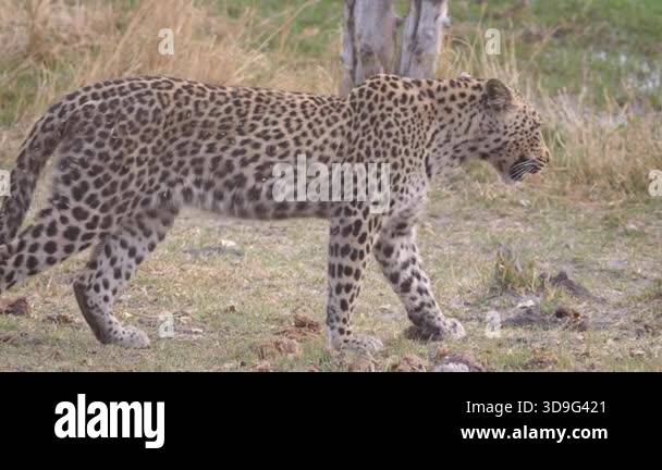 Leopard walking pond okavango delta Stock Videos & Footage - HD and 4K ...