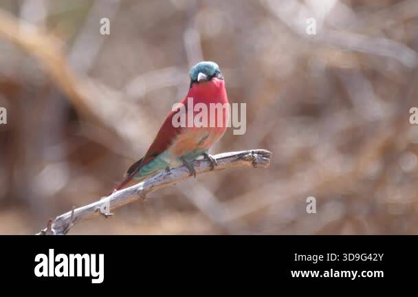 Southern Carmine Bee-eater in a tree at the Kwando river at Mudumu ...
