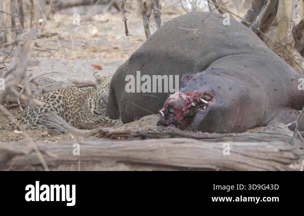 Leopard eating from hippo carcass at Okavango Delta in Botswana Stock Video Footage - Alamy