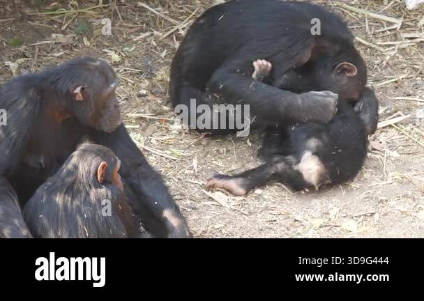 Mother Chimp biting her young at Chimfunshi Chimp Orphanage in Zambia ...