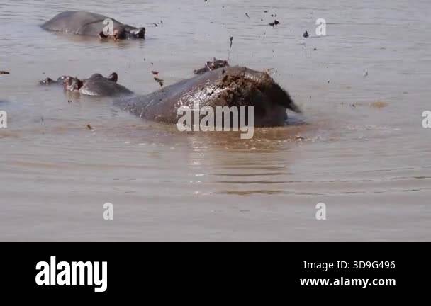 Hippo pooping in a pond at Lower Zambezi National Park in Zambia Stock ...