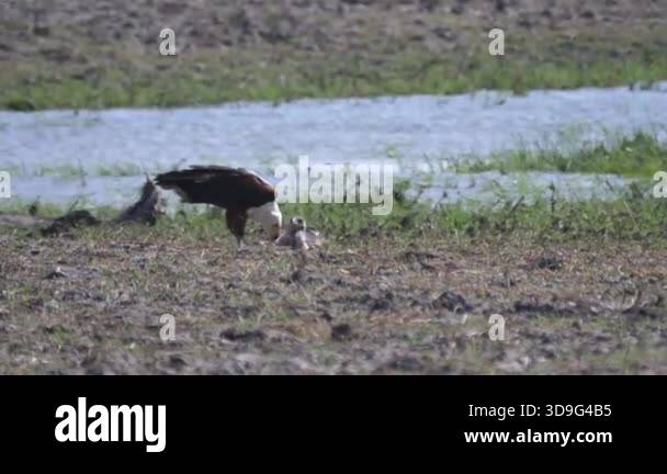 African fish eagle eating his prey next to the Kwando river at Mudumu ...