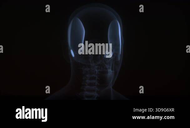 Auriculari muscles in human body. X Ray. Loop Stock Video Footage - Alamy