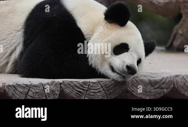 adorable Giant panda sleeping on wooden surface in zoo Stock Video ...