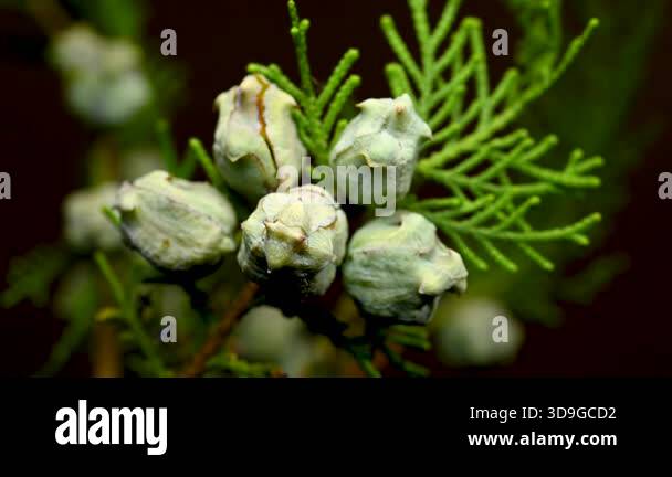 Close-up 4K video of a a cypress tree branch with several seed cones ...