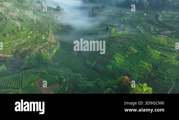 Aerial view of beautiful tea crops terrace landscape in China Stock ...