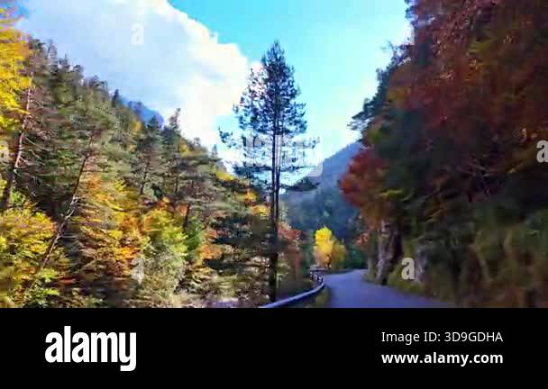 Driving through the Selva de Oza forest in Valley of Hecho, green broad ...