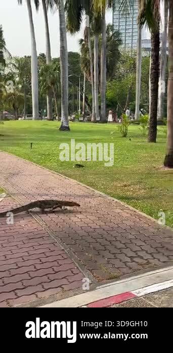 lizard monitor, lizard, varanus monitor lizard crossing palm lined park ...