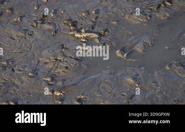 Footage of pair of mudskippers fighting while another relaxing on ...
