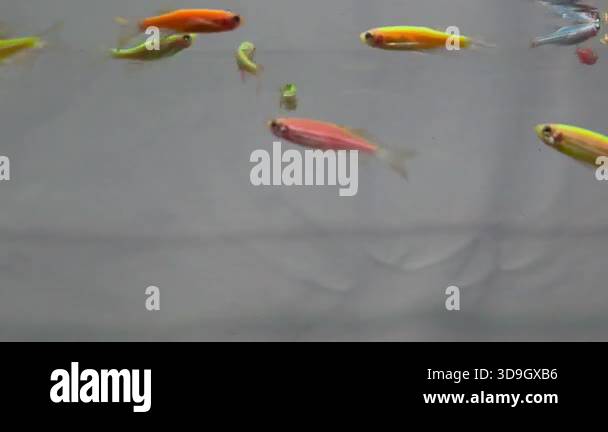 Close up view of longfin danio fish group displaying vivid red yellow ...