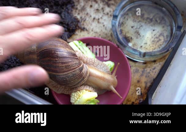 Big snail achatina pet. Animal at home. Snail eats food. Vegetables ...