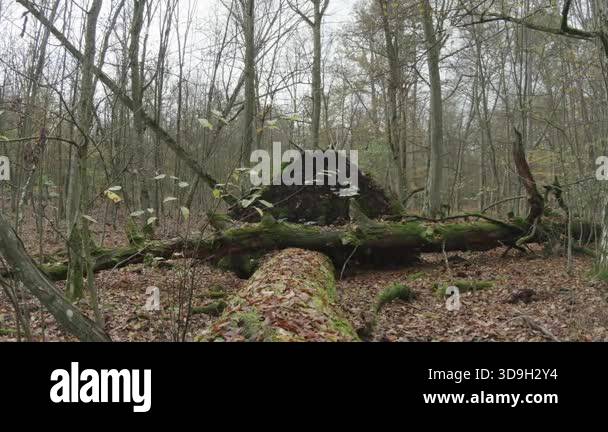 moving autumn landscape with trees and leaves in old natural forest ...