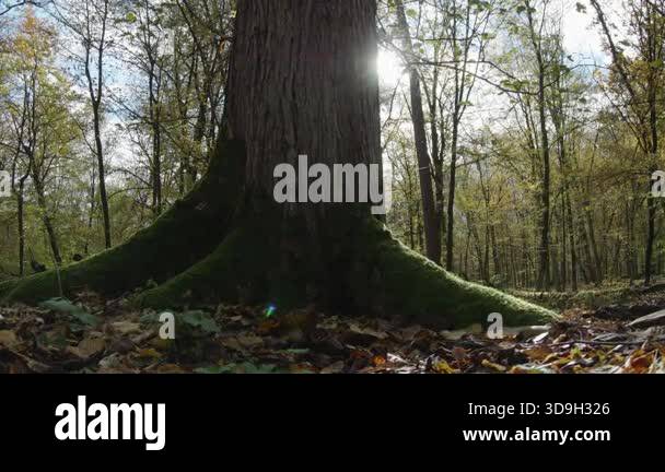 moving autumn landscape with trees and leaves in old natural forest ...