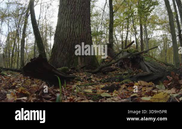 moving autumn landscape with trees and leaves in old natural forest ...
