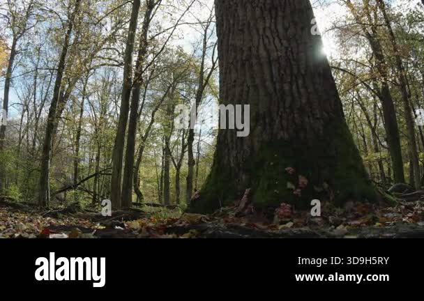 moving autumn landscape with trees and leaves in old natural forest ...