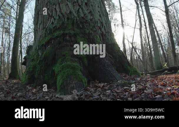 moving autumn landscape with trees and leaves in old natural forest ...