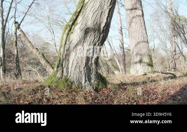 moving autumn landscape with trees and leaves in old natural forest ...