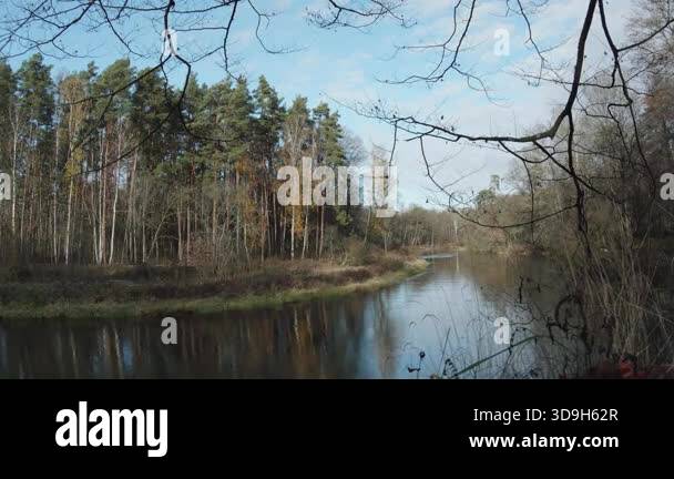 moving autumn landscape with trees and leaves in old natural forest ...