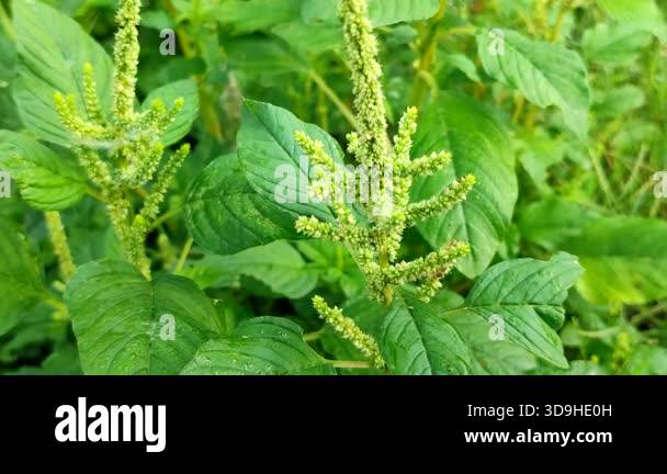 Spiny amaranth or Prickly amaranth or Thorny amaranth or Spiny pigweed ...
