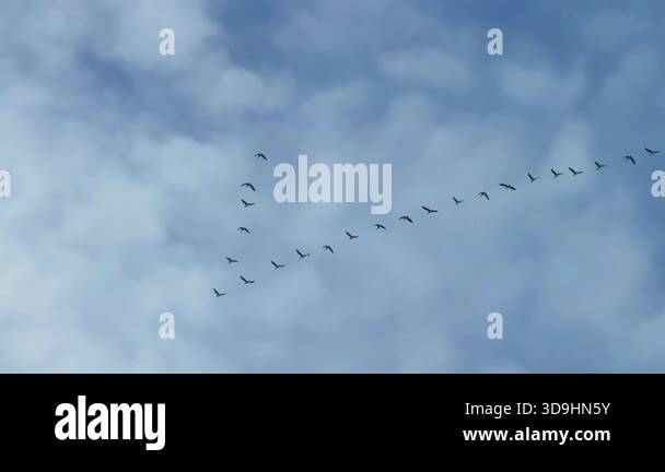 A large group of migratory geese birds flies high across a cloudy ...