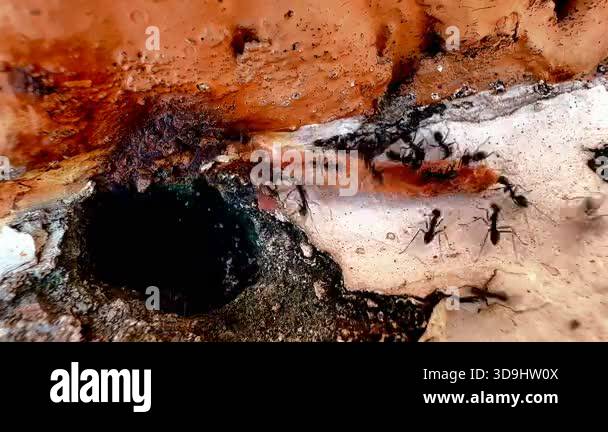 A close-up of ants gathered at the entrance of a burrow, working ...