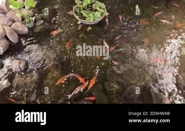 4k video. Koi pond with red koi and golden koi fish swimming underneath ...