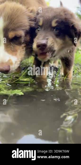 Two dogs are drinking water from a pond. One is a puppy and the other ...