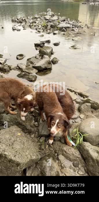 Three dogs are standing on a rocky shore near a body of water. The dogs ...