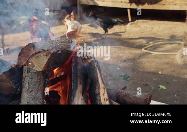 Burning Oak Wood in a Farmhouse Garden Stock Video Footage - Alamy