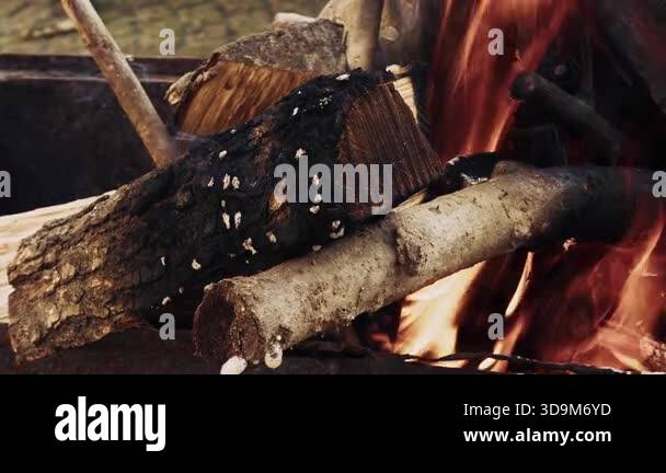 Burning Oak Wood in a Farmhouse Garden Stock Video Footage - Alamy