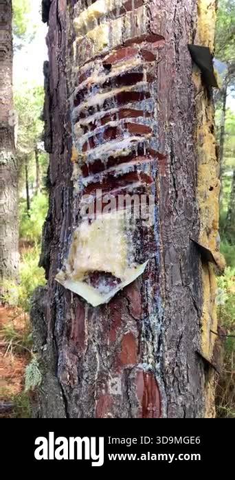 Sticky secretions Stock Videos & Footage - HD and 4K Video Clips - Alamy
