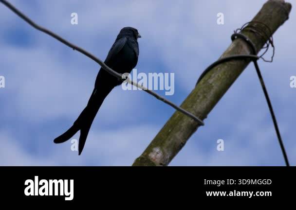 Black drongo (Dicrurus macrocercus), a small Asian passerine bird of ...