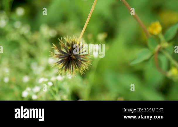 Bidens pilosa or hairy beggar ticks commonly known as hitch hikers ...