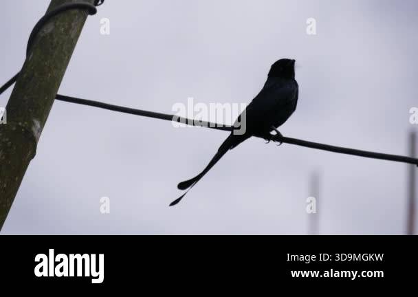 Different angle of Black drongo bird (Dicrurus macrocercus), a small ...
