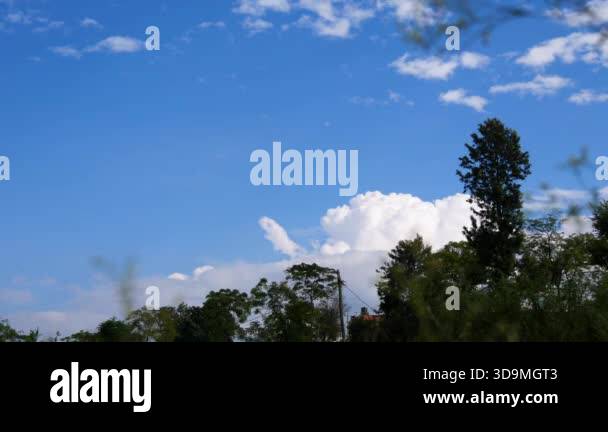 A bird flying by fast in a diagonal line, green nature with trees and ...