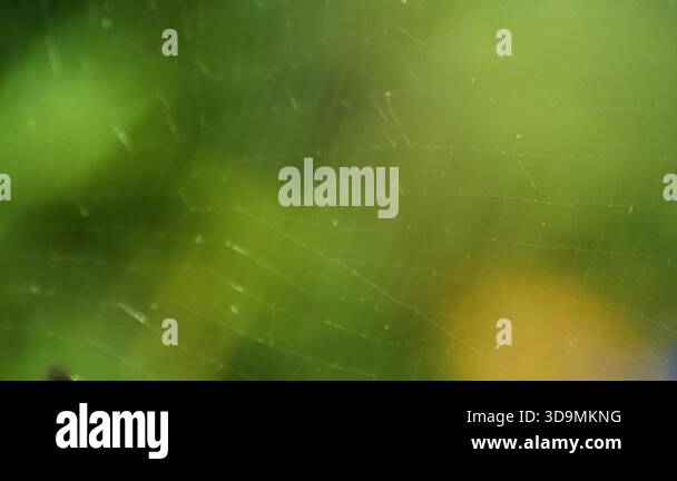 Shiny spider web waving in wilderness with green blurry background ...