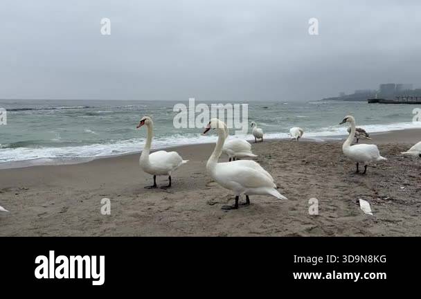White mute swans flock on sandy Black Sea beach in Odessa Ukraine ...