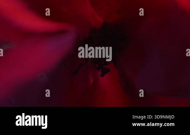 Floral petals. Nature flare. Defocused red crimson color rose flower ...