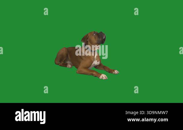 dog boxer on a green screen Stock Video Footage - Alamy