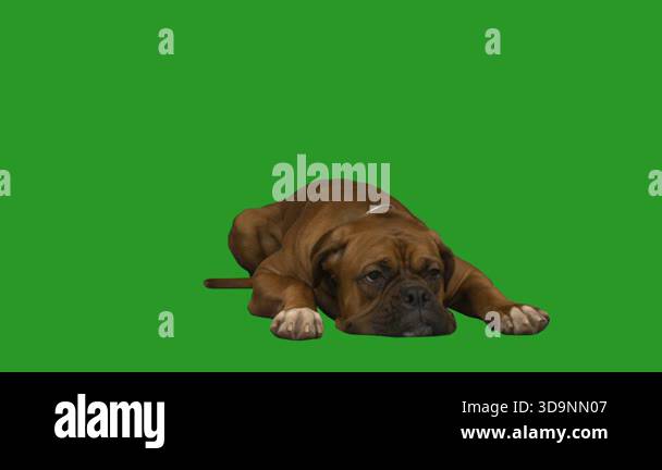 dog boxer on a green screen Stock Video Footage - Alamy