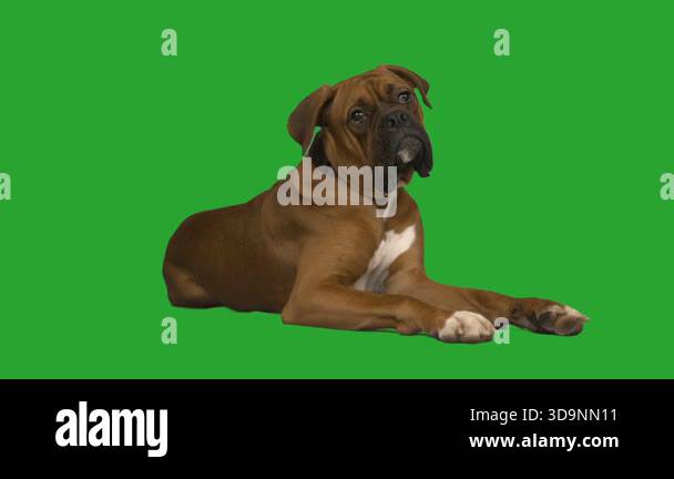dog boxer on a green screen Stock Video Footage - Alamy
