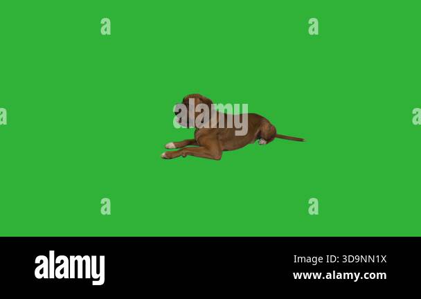 dog boxer on a green screen Stock Video Footage - Alamy