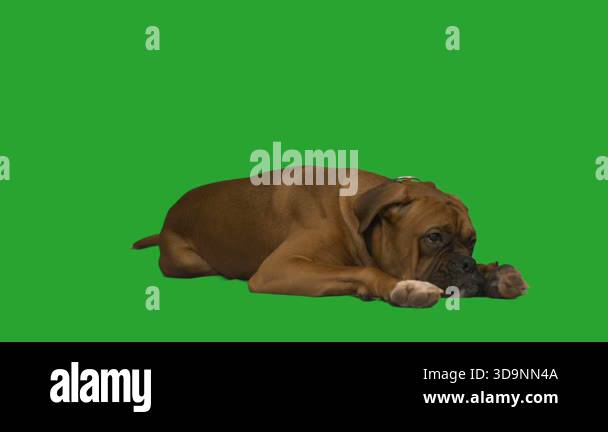 dog boxer on a green screen Stock Video Footage - Alamy
