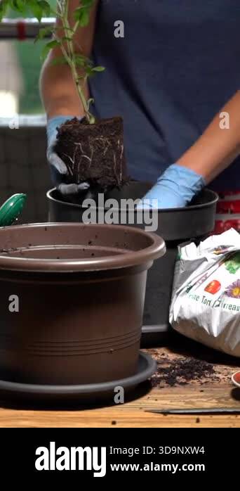 Learn how to pot plants using nutrient-rich soil in a bright kitchen ...